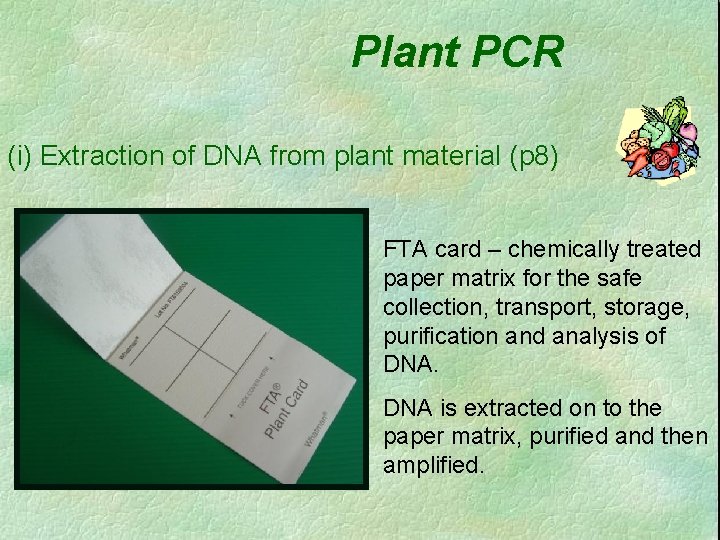 PCR of Chloroplast DNA Kath Crawford Jan Barfoot