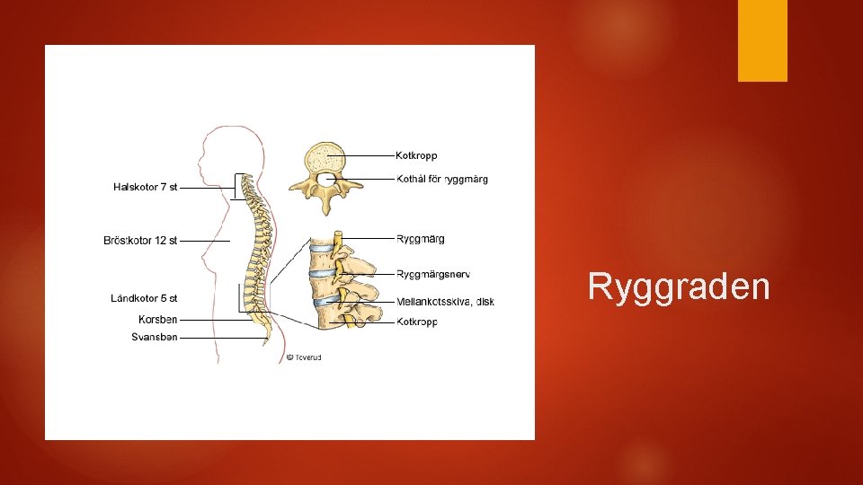 Olycksfall Trauma skada Traumatologi lran om olycksfall Lg