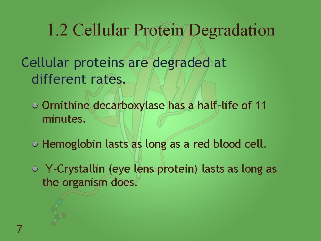 Lecture 10 Protein Turnover and Amino Acid Catabolism