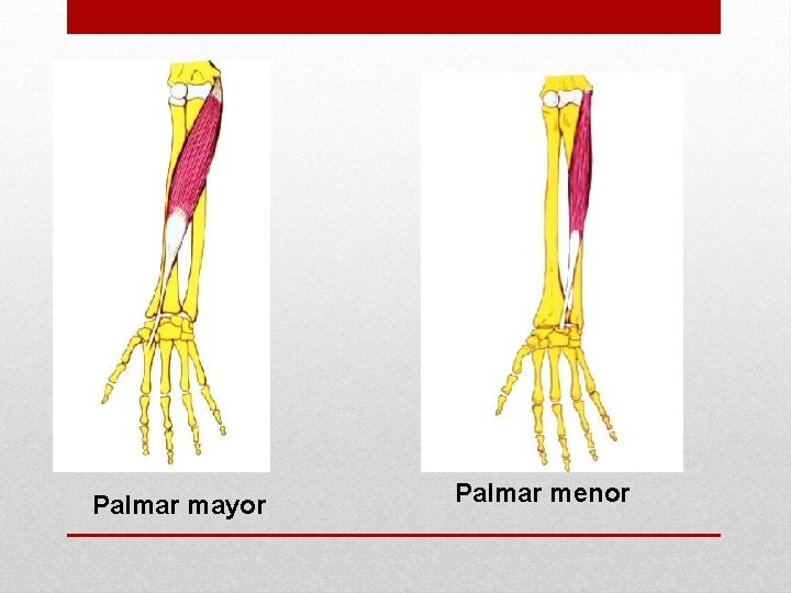 SISTEMA MUSCULAR MSCULOS DEL ABDMEN MSCULO ORIGEN INSERCIN