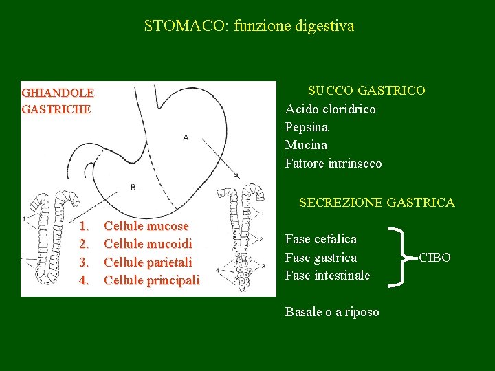 ULCERA PEPTICA GASTRODUODENALE STOMACO STOMACO STOMACO funzione digestiva