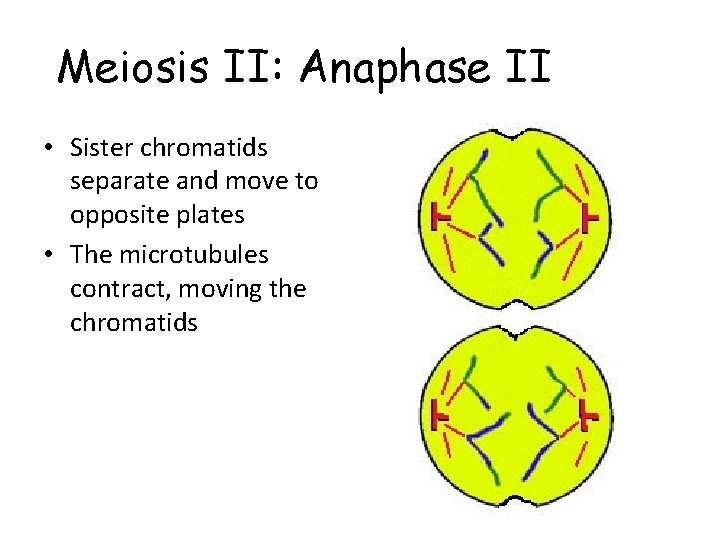 Lab 9 Meiosis Prelab 9 and the Lab