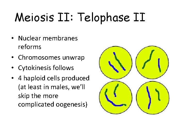 Lab 9 Meiosis Prelab 9 and the Lab