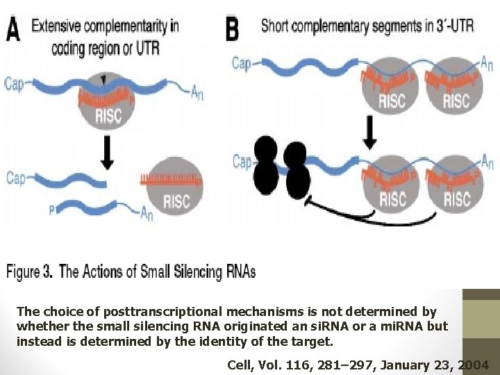 small RNAs Small molecules big functions Brief history