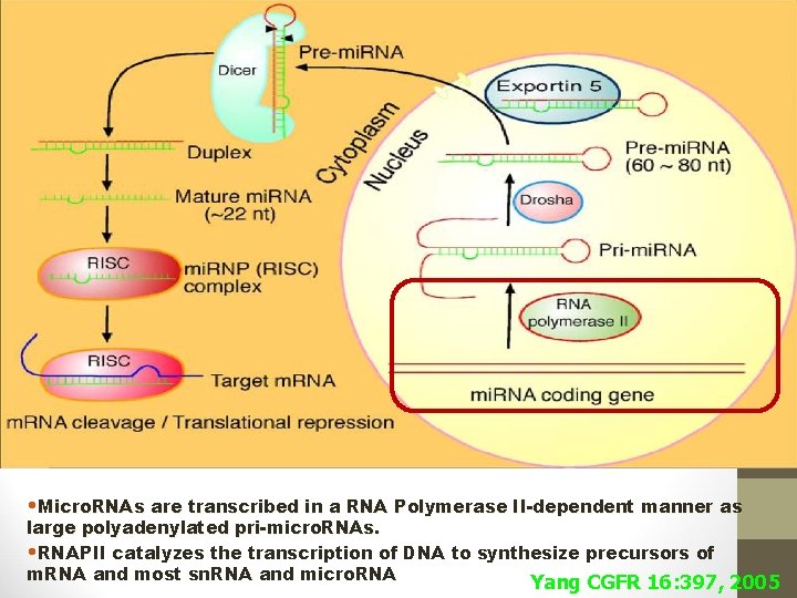 small RNAs Small molecules big functions Brief history