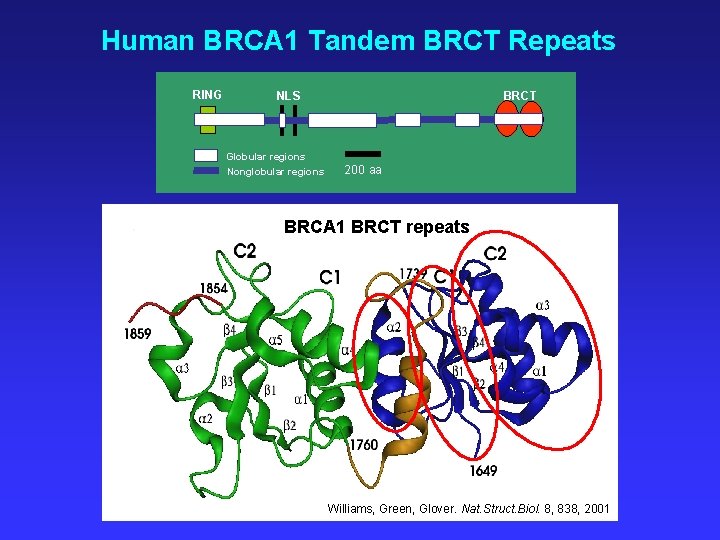 Functional Consequences of the SNPs BRCA 1 Membrane