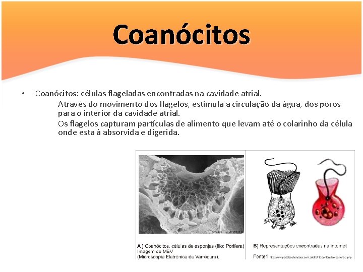 PORFEROS Caracteristicas gerais Eucariontes Pluricelulares ...