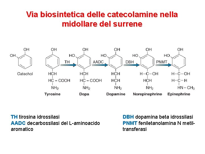 La ghiandola surrenalica anatomia e istologia La ghiandola