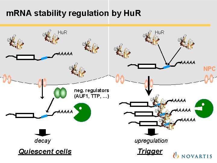 The RNA secondary structure dependence of RNA protein