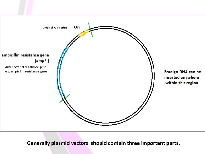 Lab 2 Competent Cells Formation and Transformation of