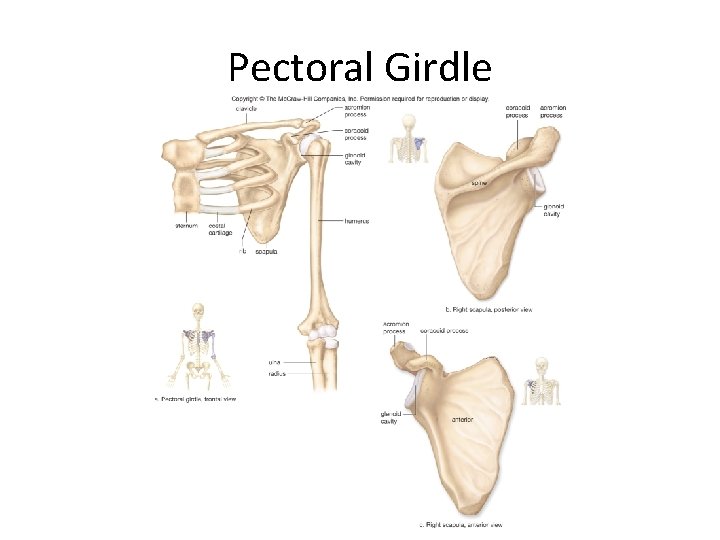 6 3 Appendicular Skeleton A Pectoral Shoulder Girdle 6 3 Appendicular Skeleton A Pectoral Shoulder Girdle