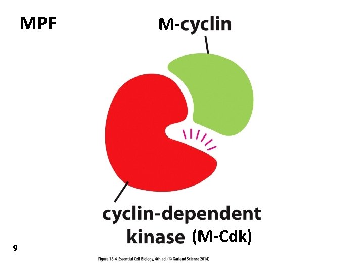 Cell Division Cycle 1 2 3 4 5