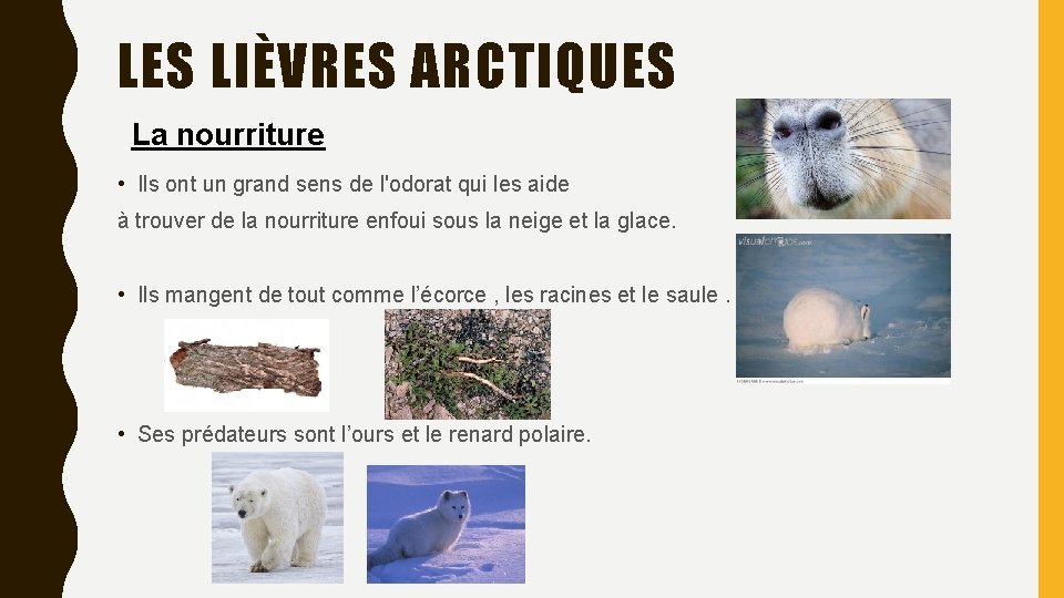 LES ANIMAUX ARCTIQUES LES OURSES POLAIRES Charactristiques Physiques