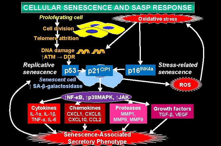 TARGETING CELLULAR SENESCENCE IN COPD AND ITS COMORBIDITIES
