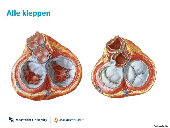 Anatomie van hart en bloedvaten Gezondheidsuniversiteit 2019 Dr