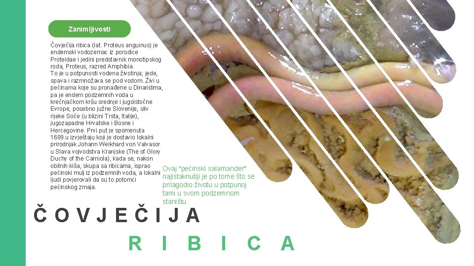 Endemine i rijetke vrste biljaka i ivotinja u