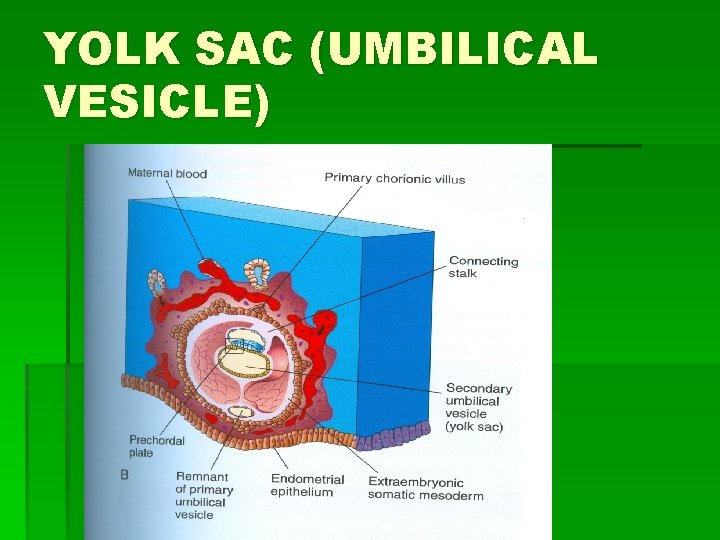 FETAL MEMBRANES UMBILICAL CORD Initially connecting stalk Blood