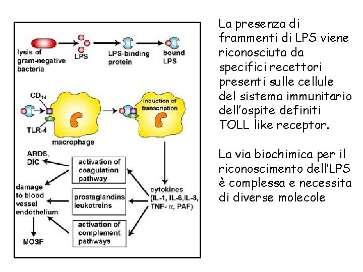 La parete cellulare di un batterio Gram negativo