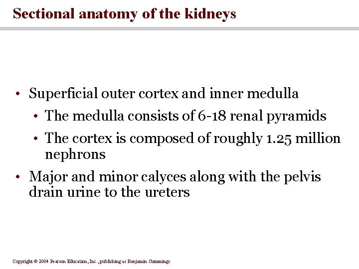 Anatomy Physiology SIXTH EDITION Chapter 26 part 1