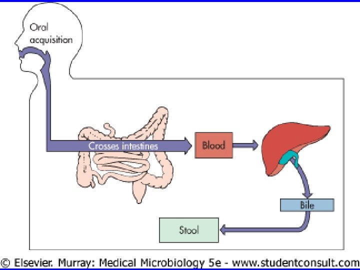 INFLAMMATON OF THE LIVER Hepatitis AB Viruses part