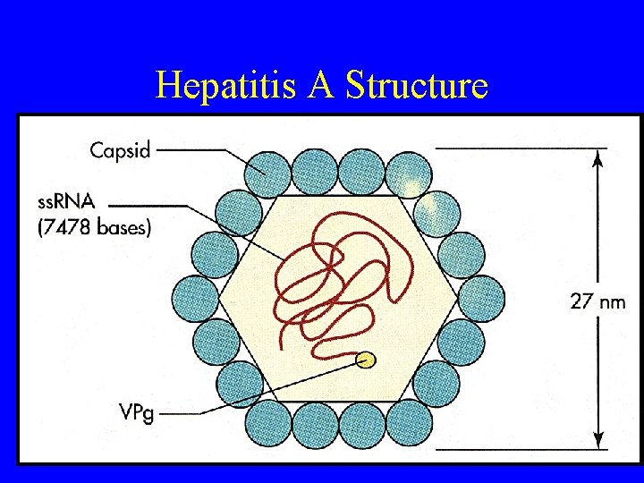 INFLAMMATON OF THE LIVER Hepatitis AB Viruses part