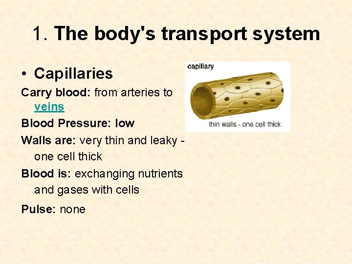 Heart and Circulation Lecture A Niedzviecki 1 The