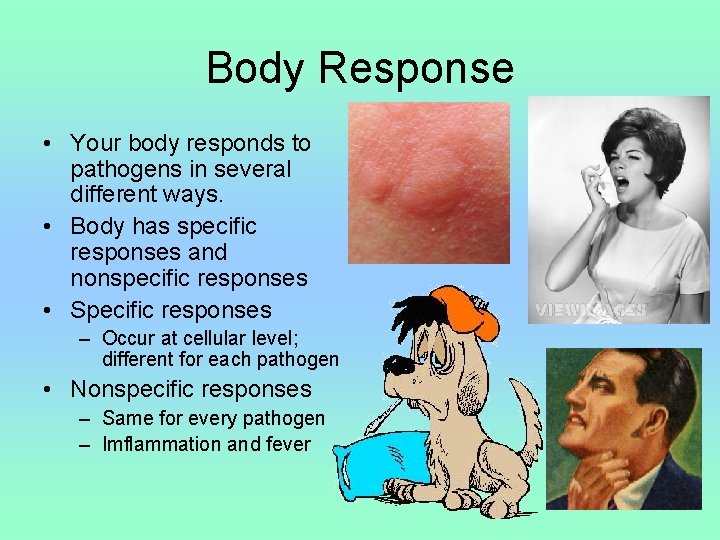Immune Response LN 13 Body Response Your body