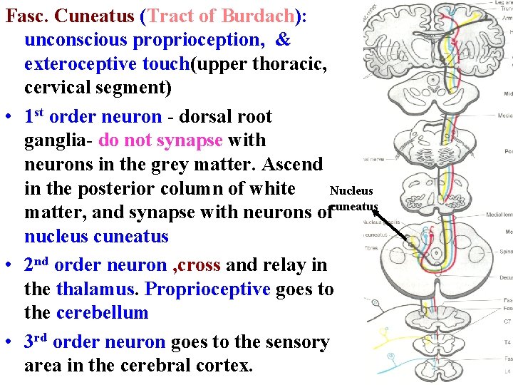 SPINAL CORD INTERNAL STRUCTRE BY DR SHIVRAM BHAT