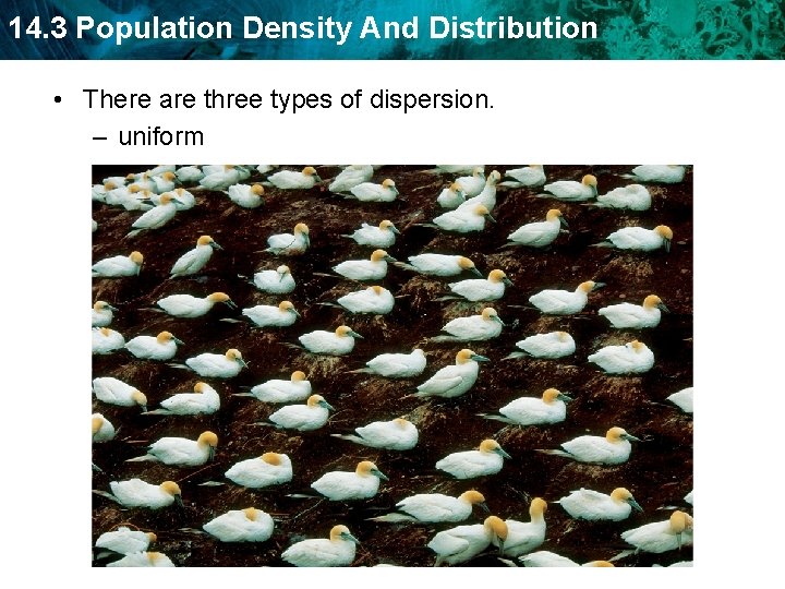 14 3 Population Density And Distribution KEY CONCEPT