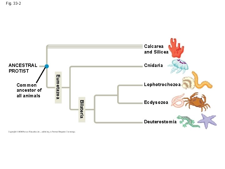 Lab 2 Animales Fig 33 2 Calcarea and