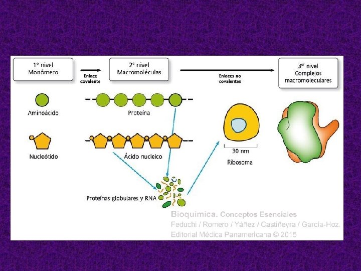 Qumica Biolgica Bioqumica QUIMICA DE LA VIDA naturaleza