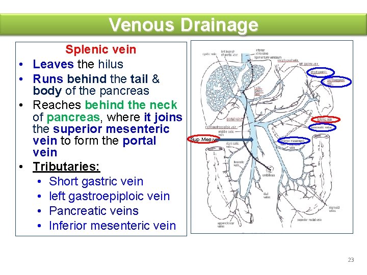 Liver Spleen Dr Sanaa Dr Vohra 1 Objectives