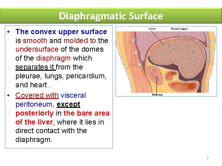 Liver Spleen Dr Sanaa Dr Vohra 1 Objectives