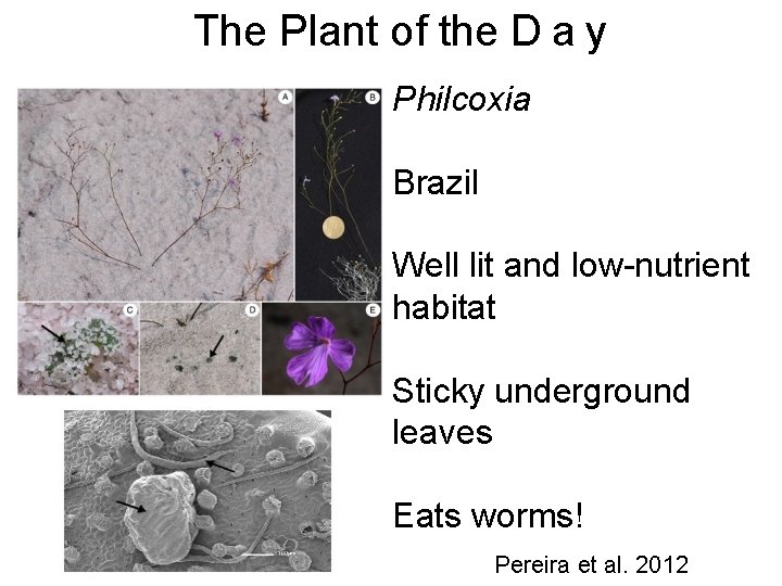 The Plant of the D a y Philcoxia