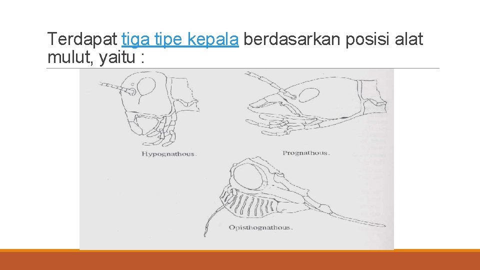 MORFOLOGI SERANGGA FACULTY OF BIOLOGY MEDAN AREA UNIVERSITY