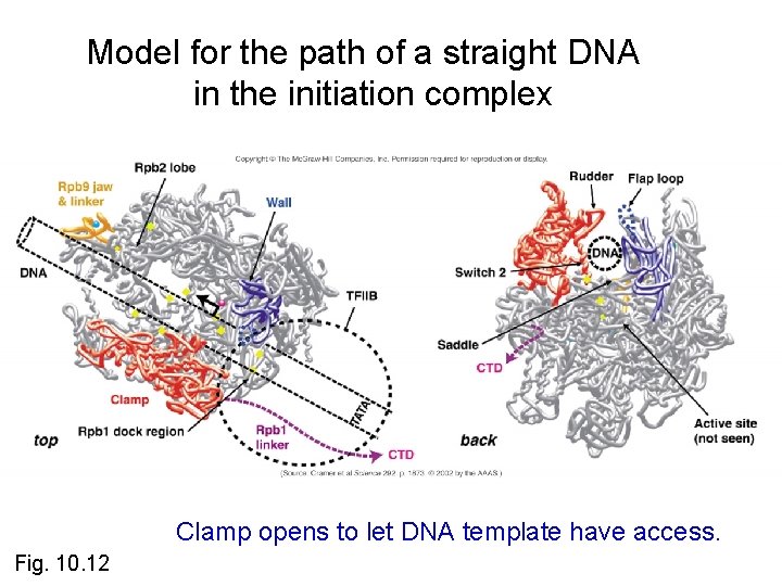 The Yeast n RNAP II Has 12 subunits