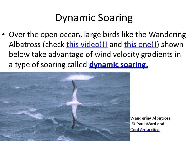 Locomotion in Birds I Gliding Soaring Jody Lee