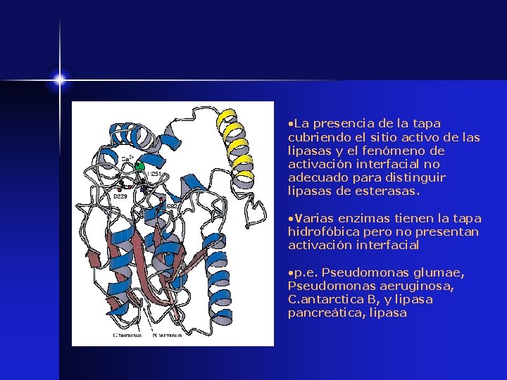 Las Lipasas Aplicaciones en Biotecnologa Definicin Una lipasa