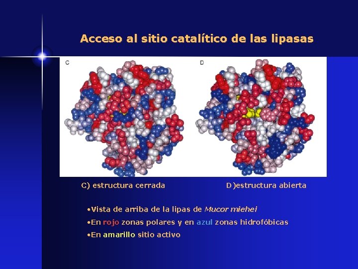 Las Lipasas Aplicaciones en Biotecnologa Definicin Una lipasa