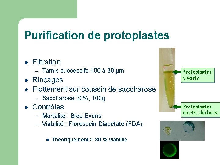 Vitrotechniques Principales techniques et applications Micropropagation ...