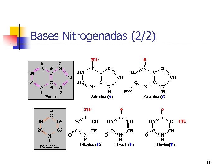 Conceitos Bsicos de Biologia Molecular Marclio C P