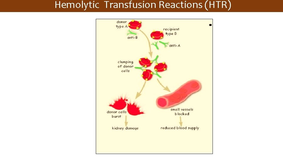 Blood transfusion Physiology By Dr Sunita Mittal Learning