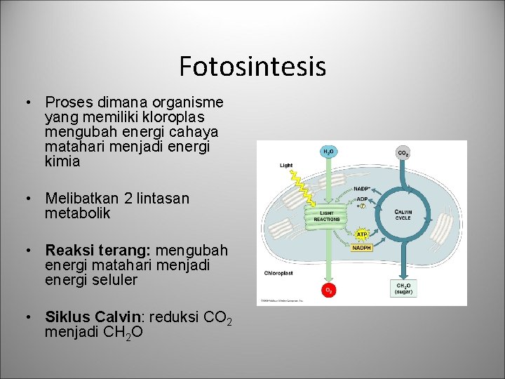 FOTOSINTESIS Proses yang mengubah energi matahari menjadi energi
