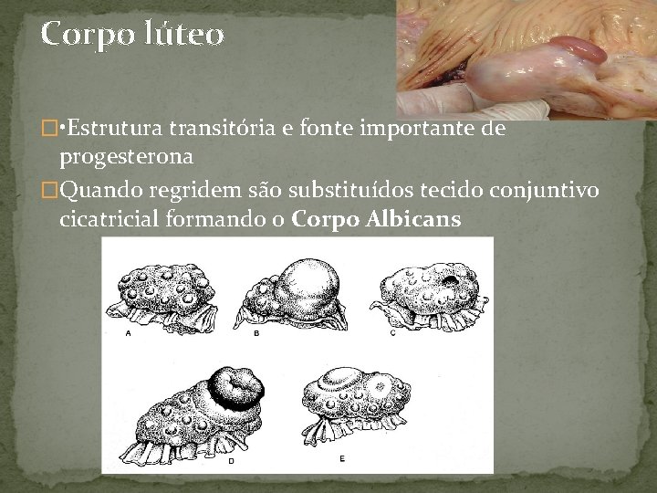 Anatomia da reproduo Animais domsticos rgos reprodutores Ovrio