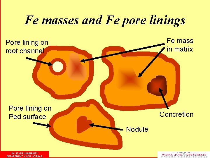 Redoximorphic Features and Hydric Soils NC STATE UNIVERSITY
