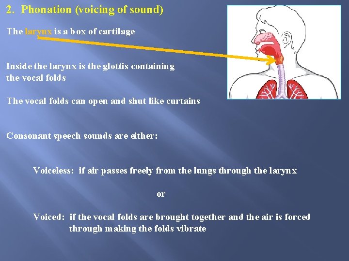 LING 103 Introduction to English Linguistics 2017 PHONETICS