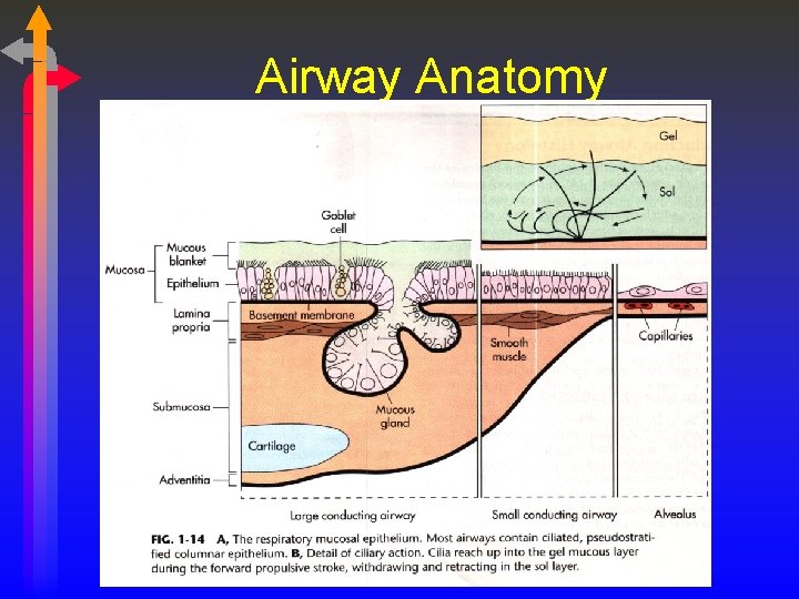 Mucolytics Module E Mucolysis Mucolysis is the breakdown
