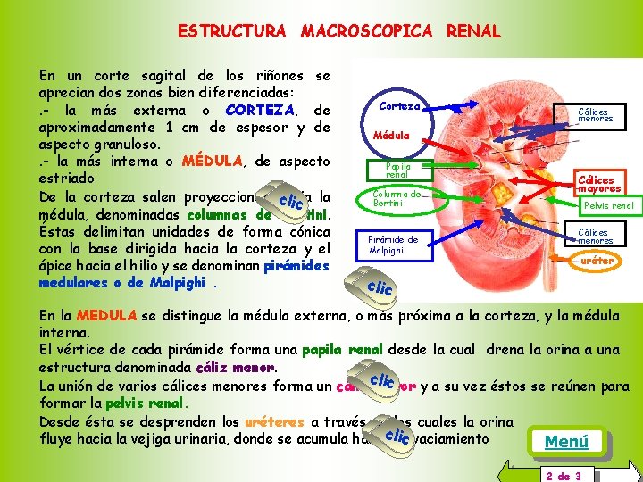 ESTRUCTURA RENAL Rin 1 Para usar esta clase