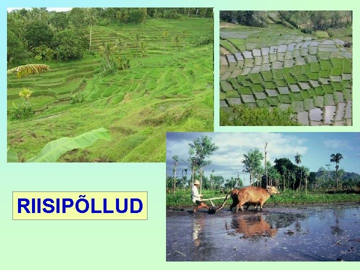 EKVATORIAALSED VIHMAMETSAD Maa kopsud ASEND KAARDIL SELVA Ekvatoriaalsed