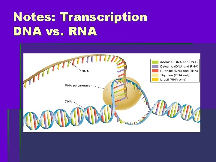 Notes Transcription DNA vs RNA Terms to Know